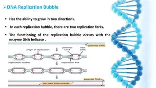 DNA replication .pptx