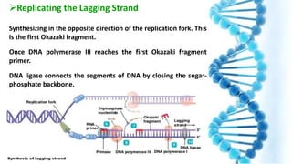 DNA replication .pptx