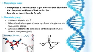 DNA replication .pptx