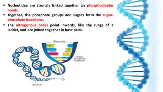 DNA replication .pptx