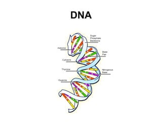 DNA Structure | PPT