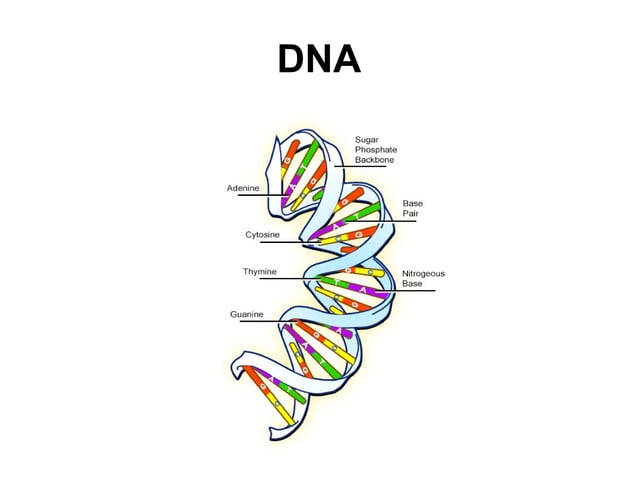 DNA Structure | PPT | Chemistry | Science