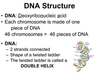 DNA Structure | PPT
