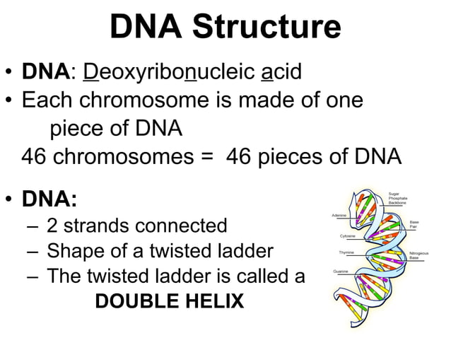 DNA Structure | PPT | Chemistry | Science