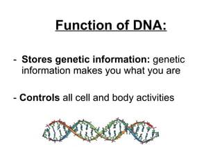 DNA Structure | PPT