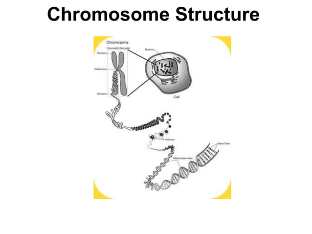 DNA Structure | PPT | Chemistry | Science