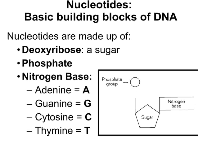 DNA Structure | PPT | Chemistry | Science