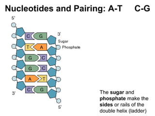 DNA Structure | PPT