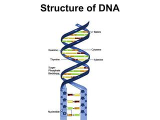 DNA Structure | PPT