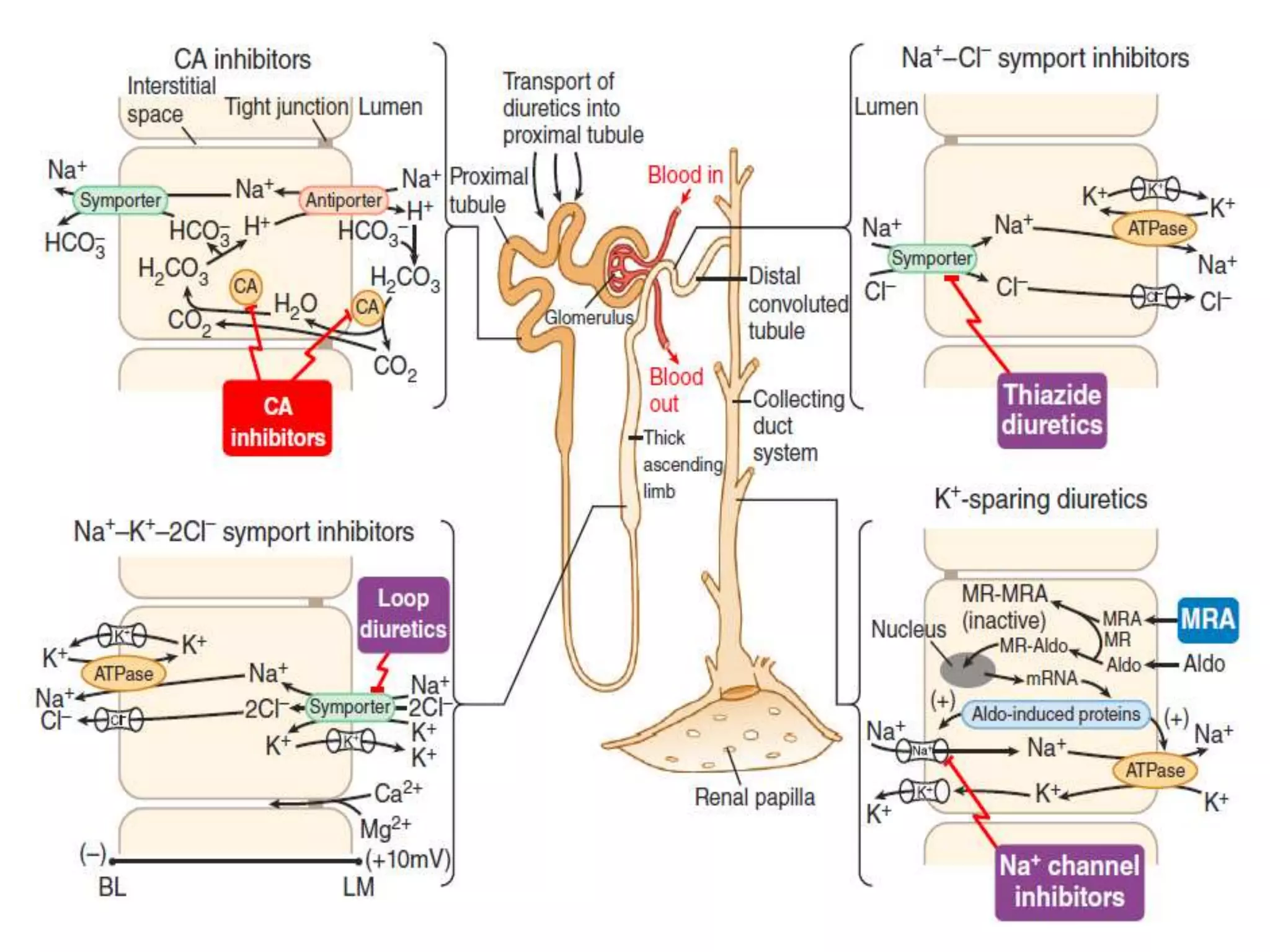 1-Drugs Acting on the Kidney.pptx