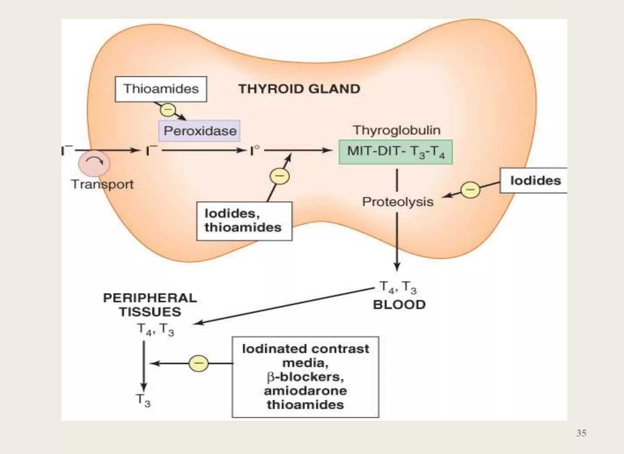 drugs used in hyperthyroidism | PPT