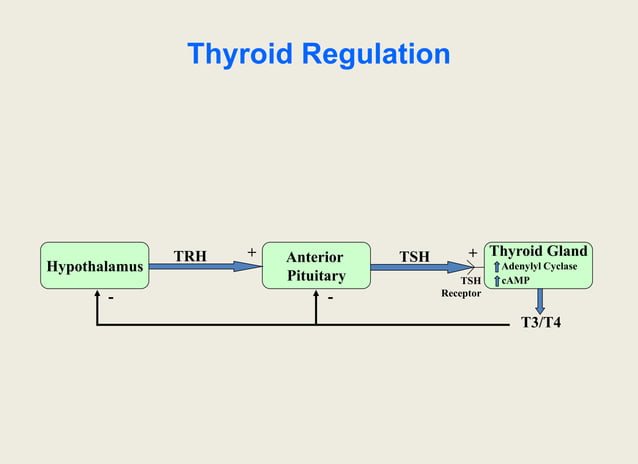drugs used in hyperthyroidism | PPT | Thyroid Disorders | Endocrine and ...