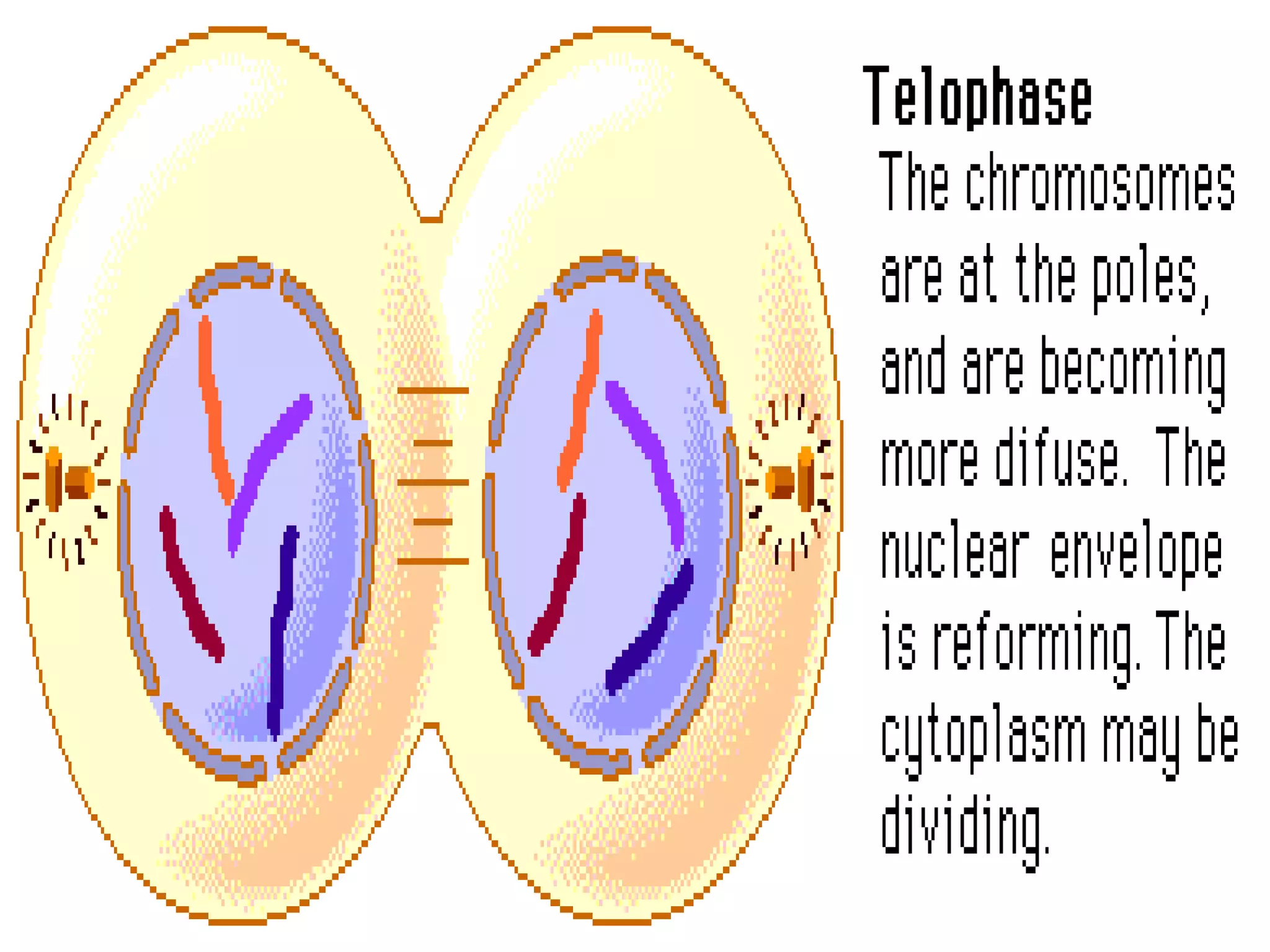 1 edexcel igcse human biology -cell and tissues | PPT