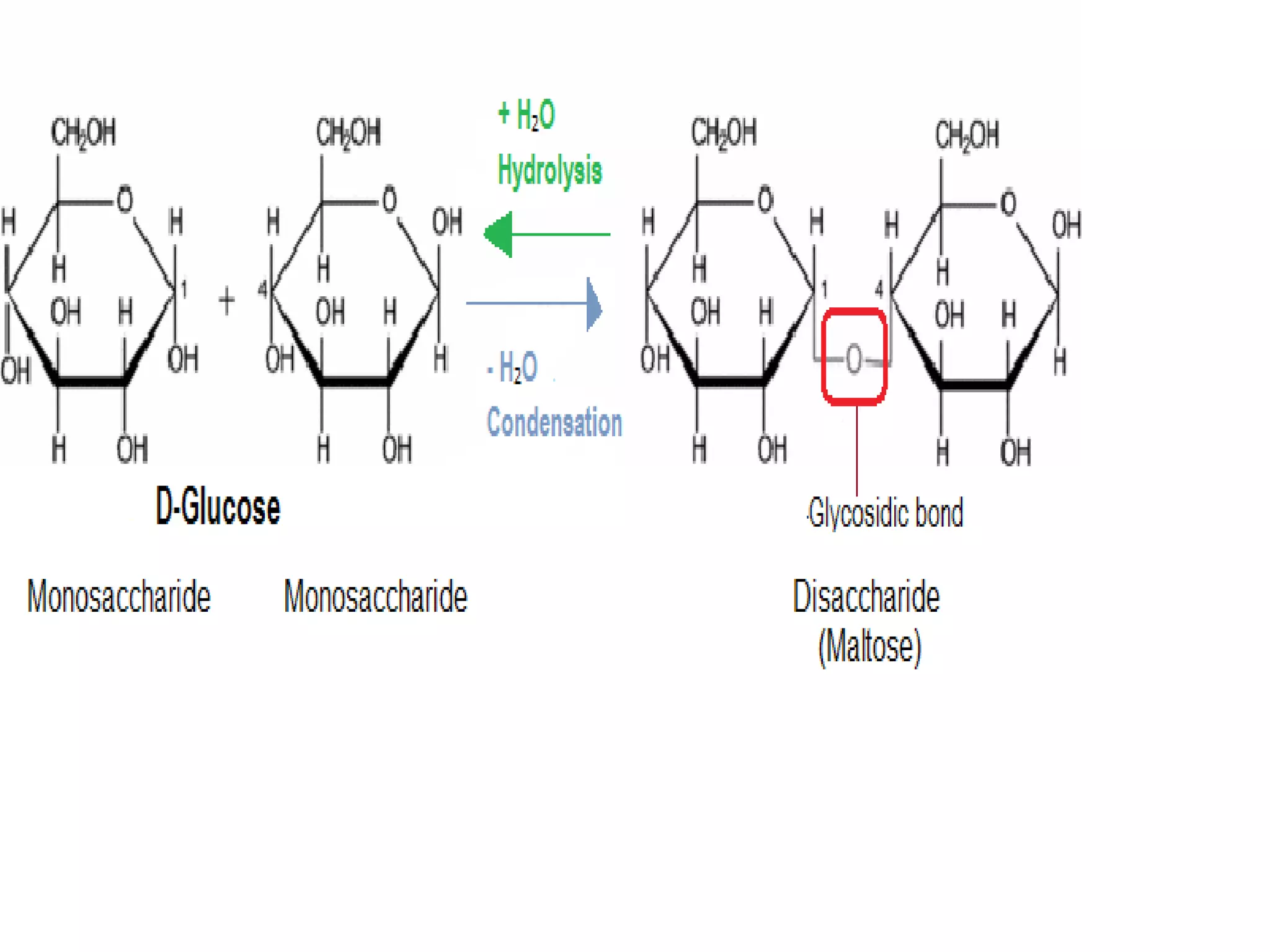 1 edexcel igcse human biology -cell and tissues | PPT