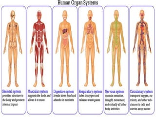 1 edexcel igcse human biology -cell and tissues | PPT