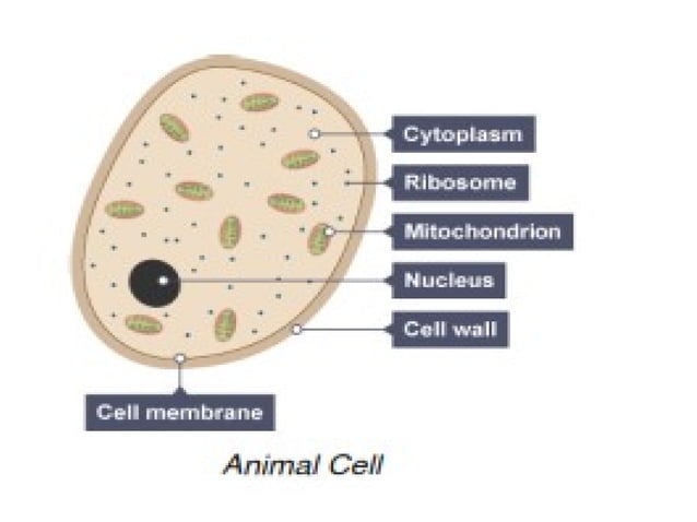 1 edexcel igcse human biology -cell and tissues | PPT