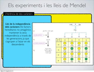 60. Els experiments i les lleis de mendel | PDF