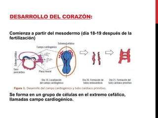 1- Embriologia cradiaca.pptx