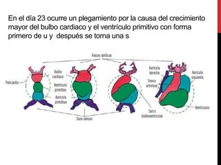 1- Embriologia cradiaca.pptx