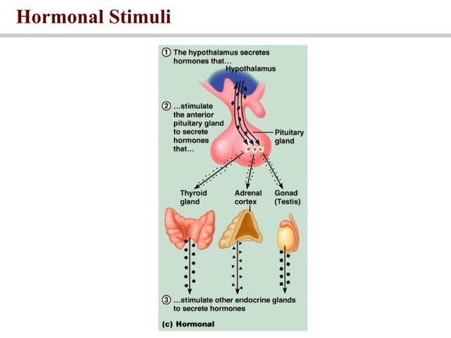 Introduction to Endocrine Physiology and | PPT