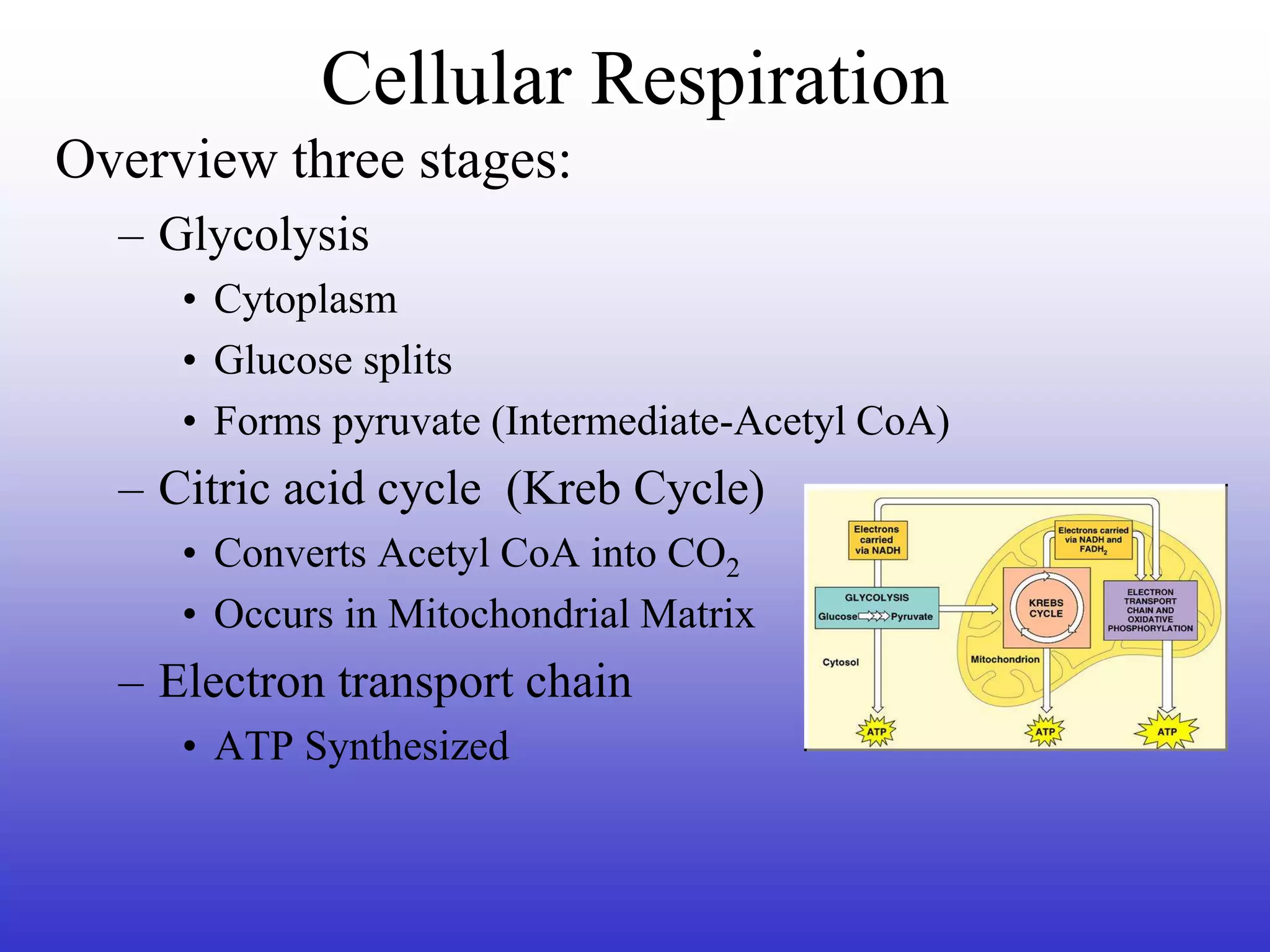 1 energy in a cell new | PPT