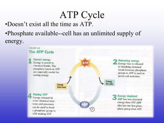 1 energy in a cell new | PPT | Chemistry | Science