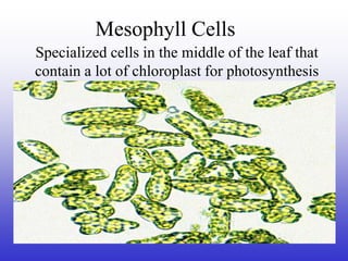 1 energy in a cell new | PPT | Chemistry | Science