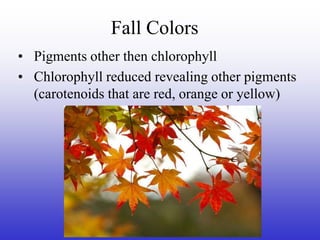 1 energy in a cell new | PPT