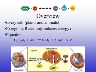 1 energy in a cell new | PPT | Chemistry | Science