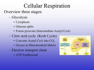 1 energy in a cell new | PPT | Chemistry | Science