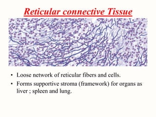 Epithelium and connective tissue disscusion.pdf