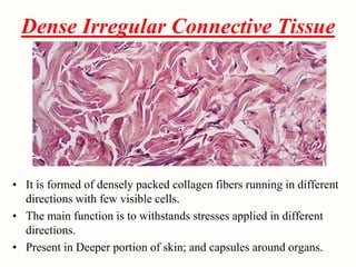 Epithelium and connective tissue disscusion.pdf