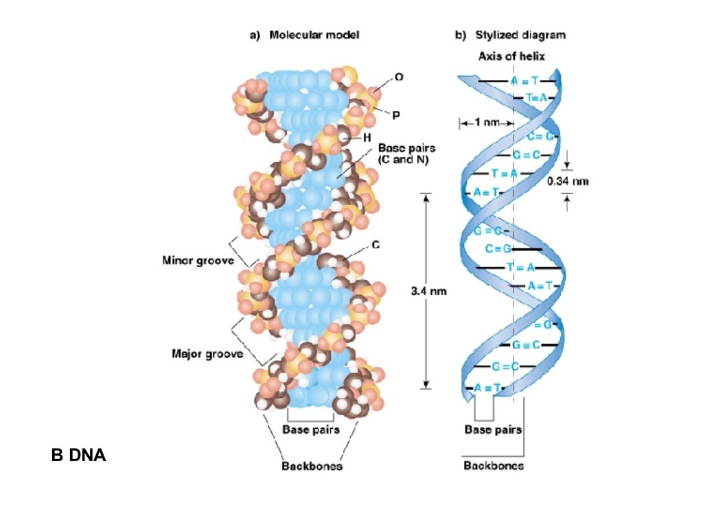 1 - Estrutura e Função do Material Genético