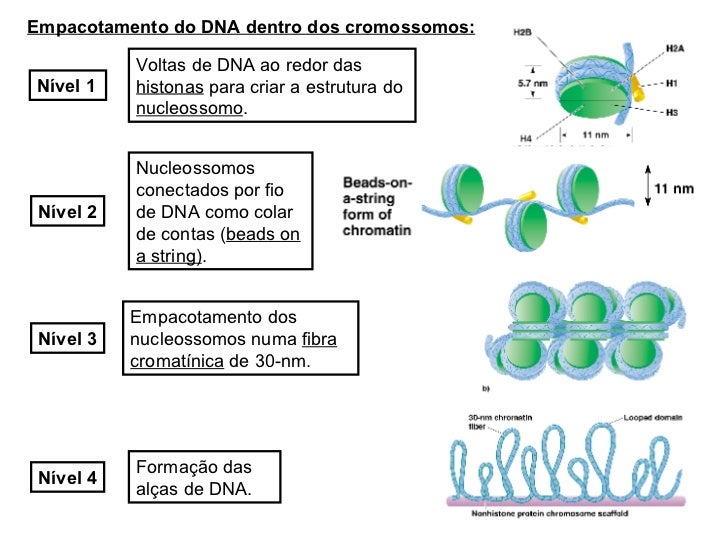 1 - Estrutura e Função do Material Genético