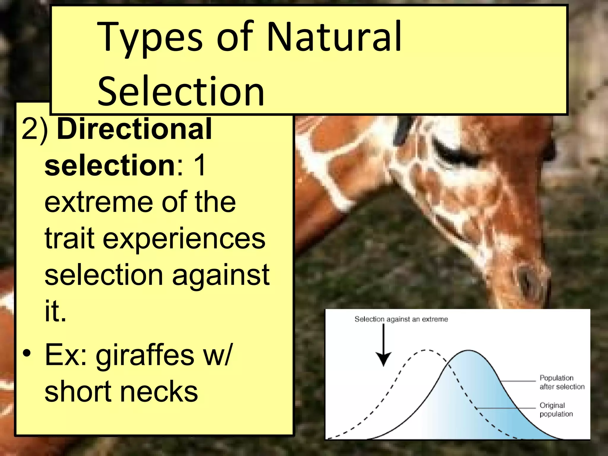 1 evolution nat-selection_and_phenotypes.194154809 | PPT | Free Download