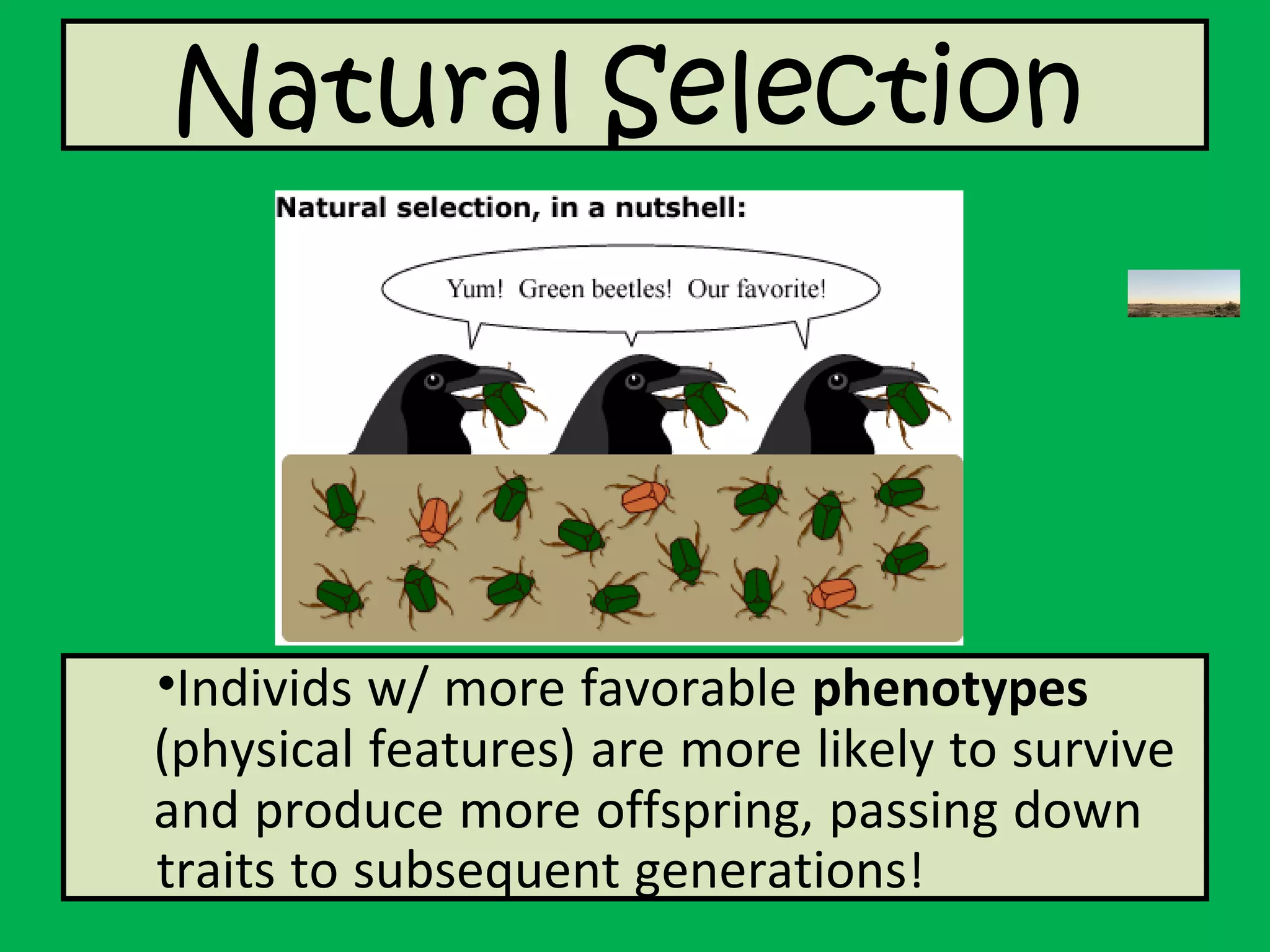 1 evolution nat-selection_and_phenotypes.194154809 | PPT | Free Download