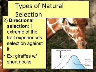 1 evolution nat-selection_and_phenotypes.194154809 | PPT