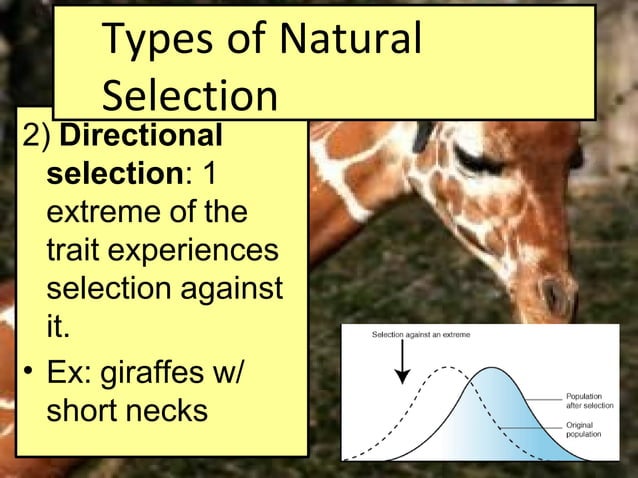 1 evolution nat-selection_and_phenotypes.194154809 | PPT