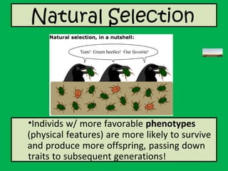 1 evolution nat-selection_and_phenotypes.194154809 | PPT