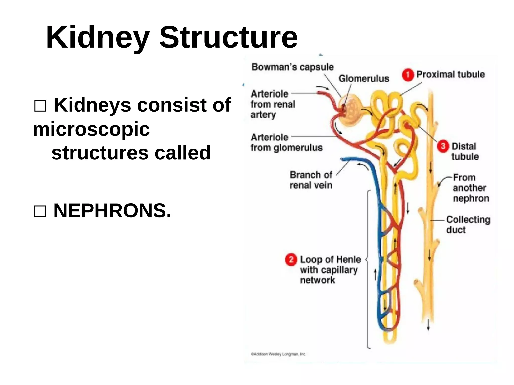 physiology : Excretion | PPT