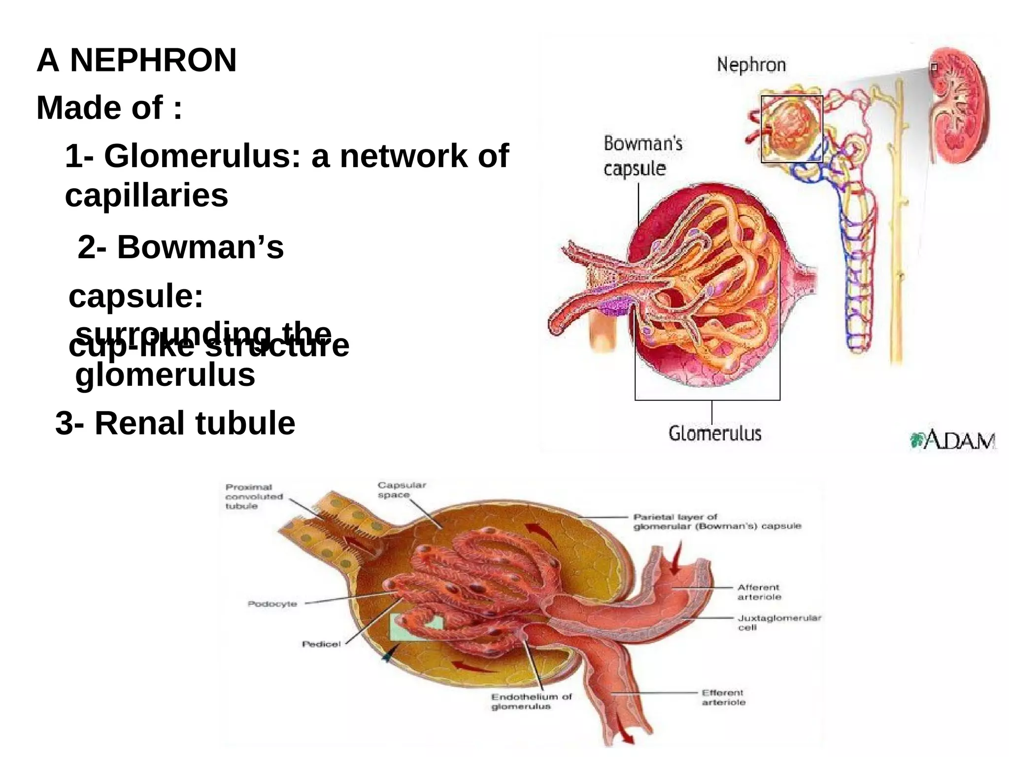 physiology : Excretion | PPT