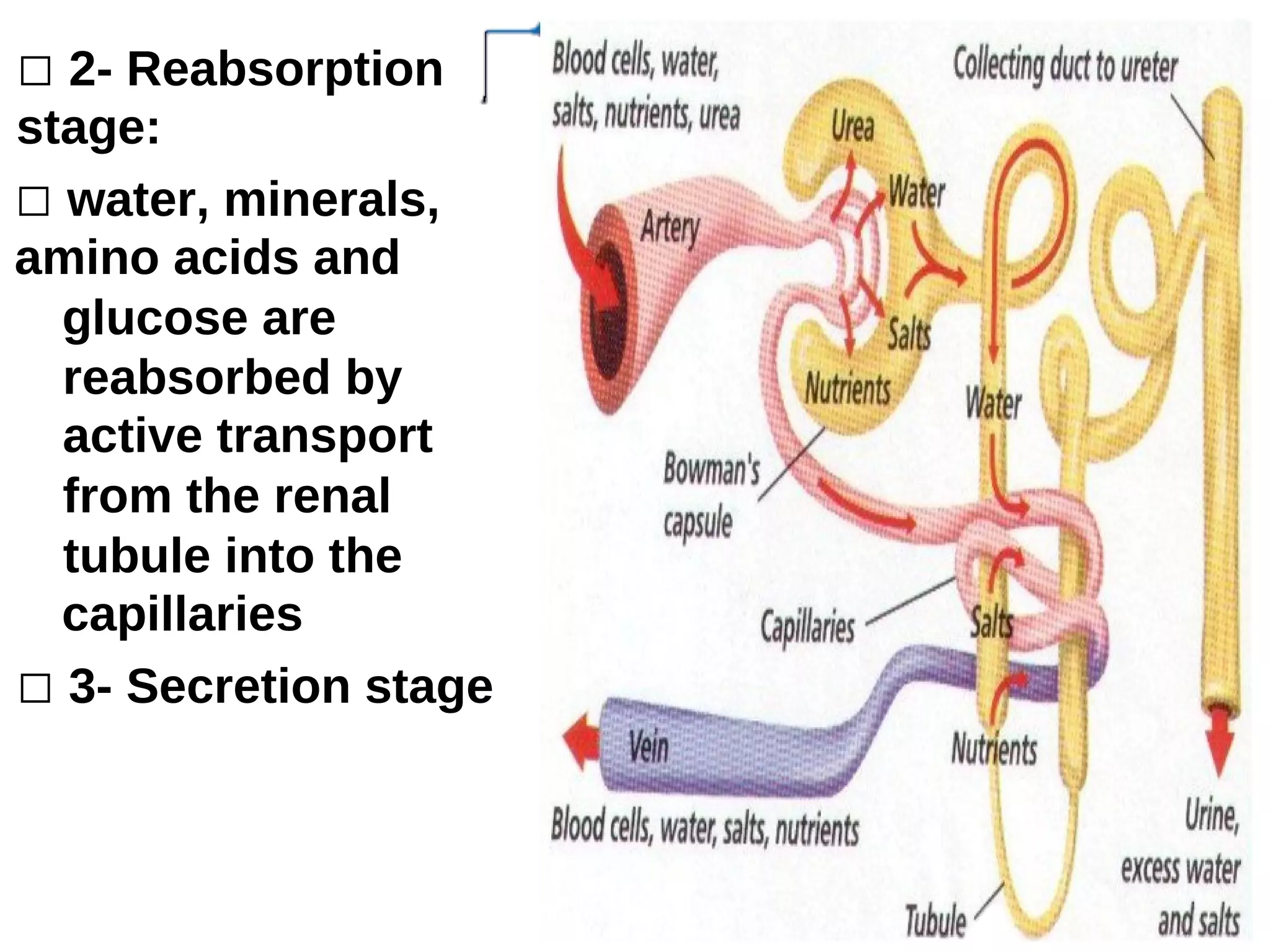 physiology : Excretion | PPT