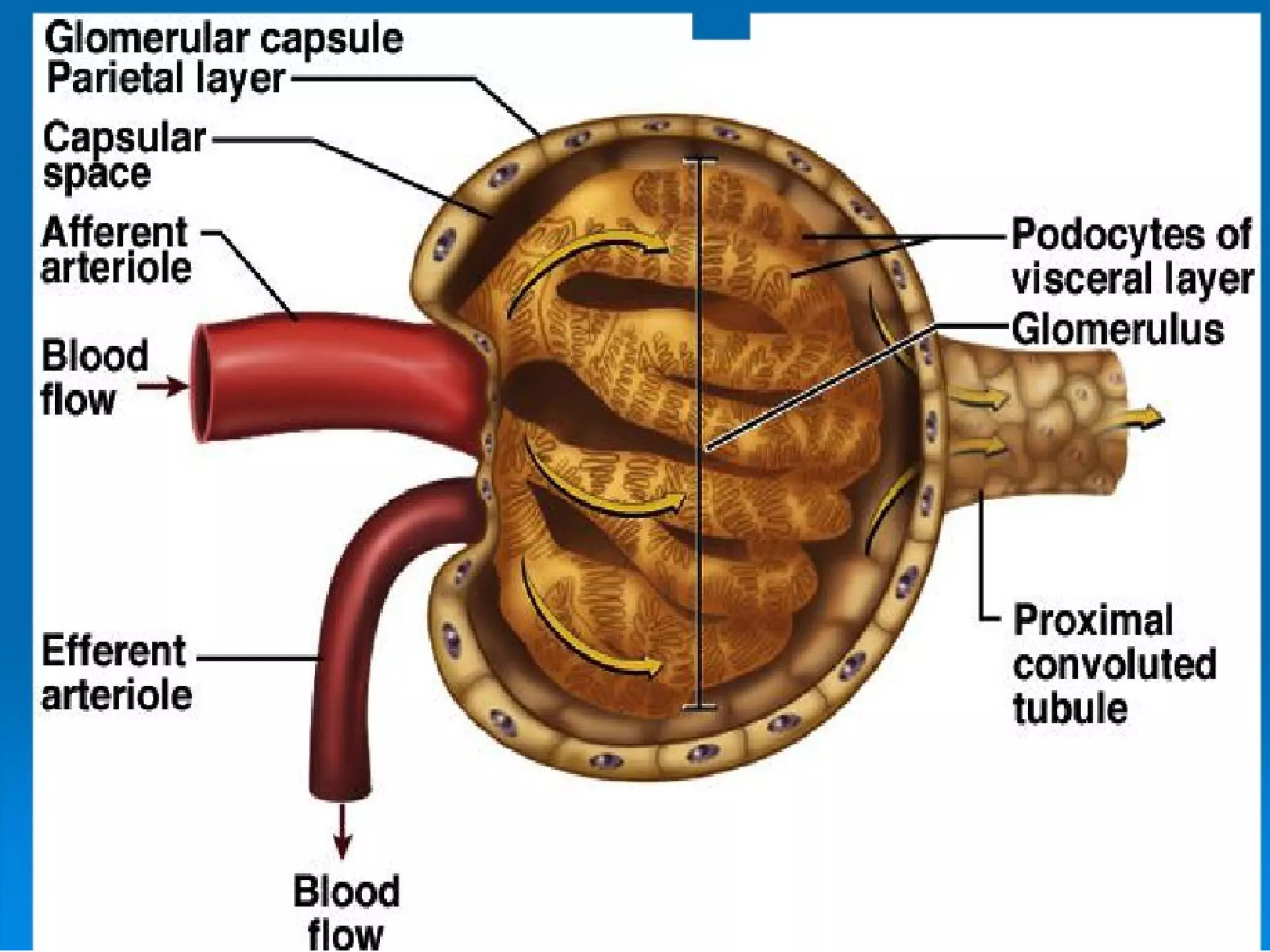 physiology : Excretion | PPT