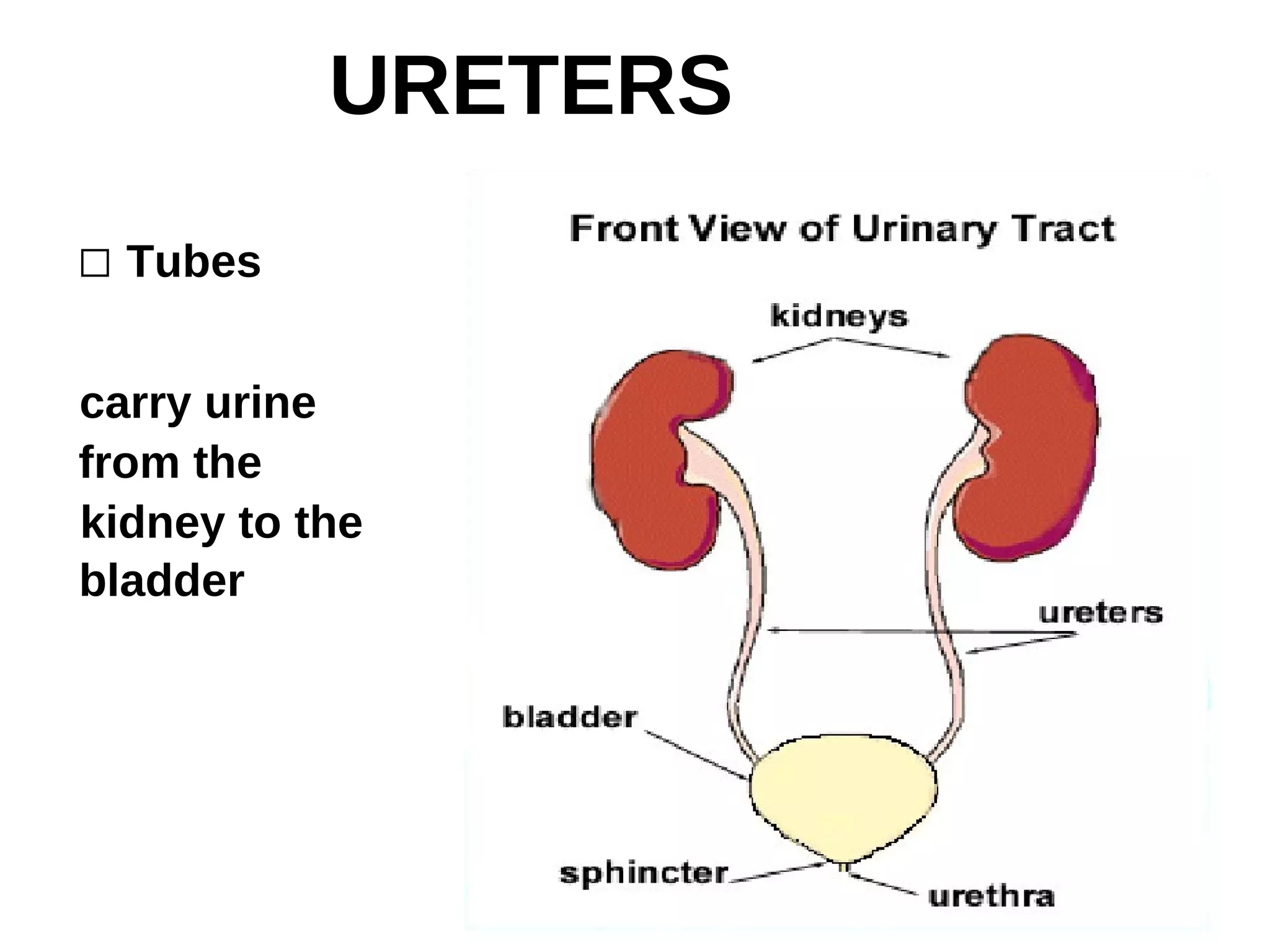 physiology : Excretion | PPT