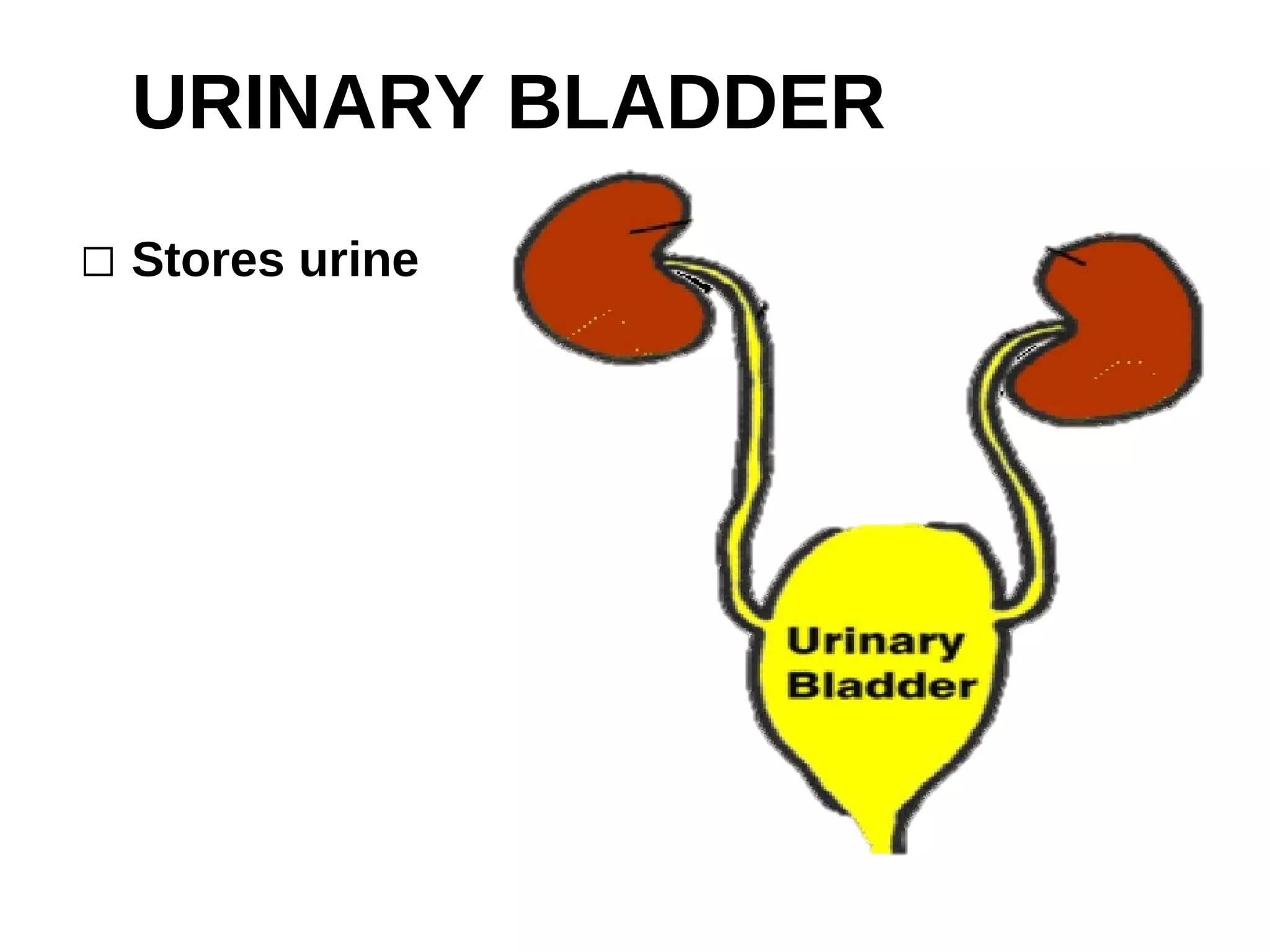 physiology : Excretion | PPT