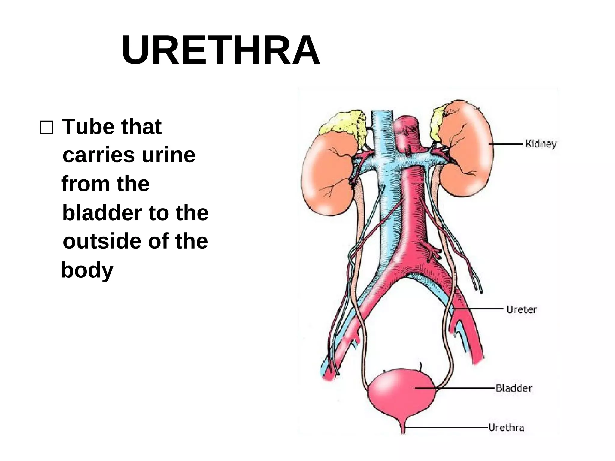 physiology : Excretion | PPT