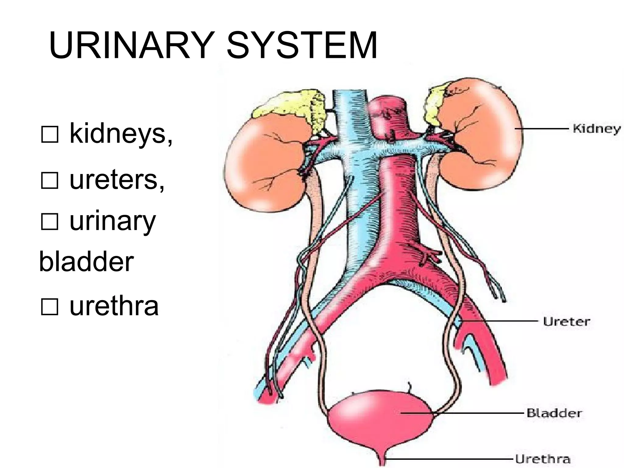 physiology : Excretion | PPT