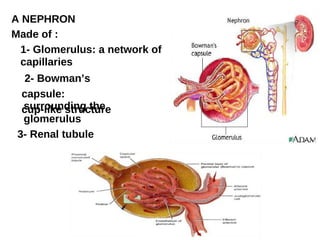 physiology : Excretion | PPT
