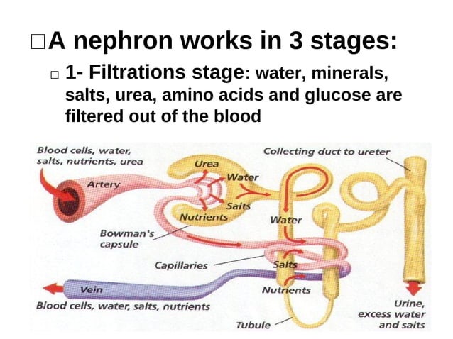 physiology : Excretion | PPT