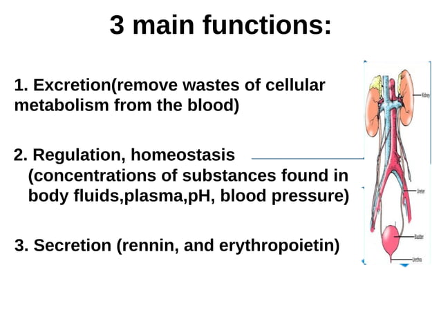 physiology : Excretion | PPT